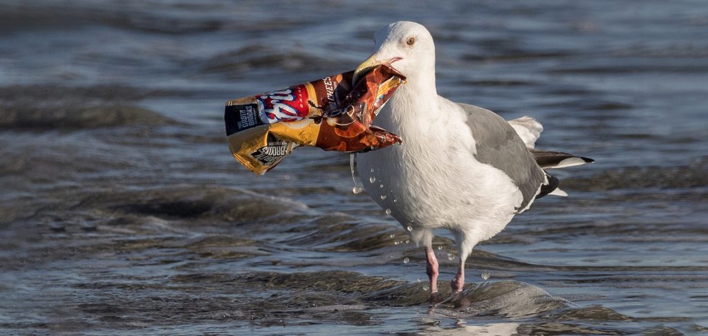 Bird_Ingrid-Taylar_flickr-CROP_Web | Good Nature Travel Blog