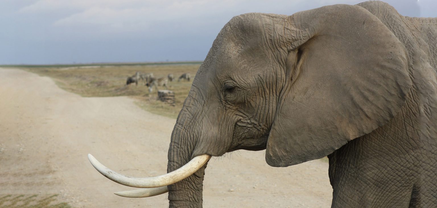 Kenya elephant 2 CROP_Web | Good Nature Travel Blog