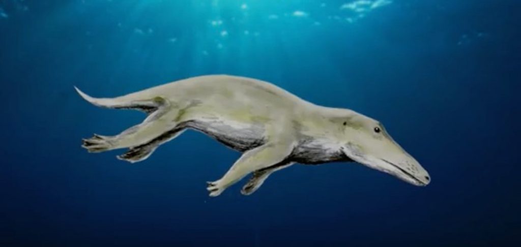 Whale Ancestor2 Video CROP_Web | Good Nature Travel Blog