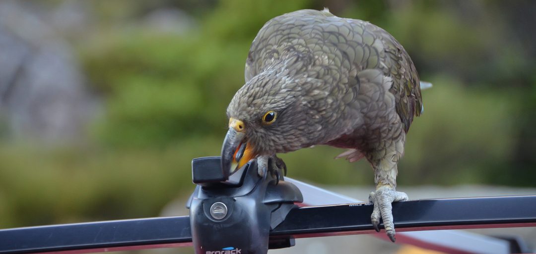 kea eats car_Long Zheng_flickr fin_Web | Good Nature Travel Blog