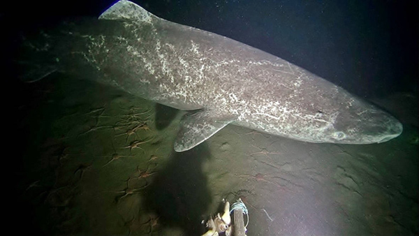 greenland-shark-in-arctic-ocean_Brynn-Devine-YouTube_Web | Good Nature Travel Blog