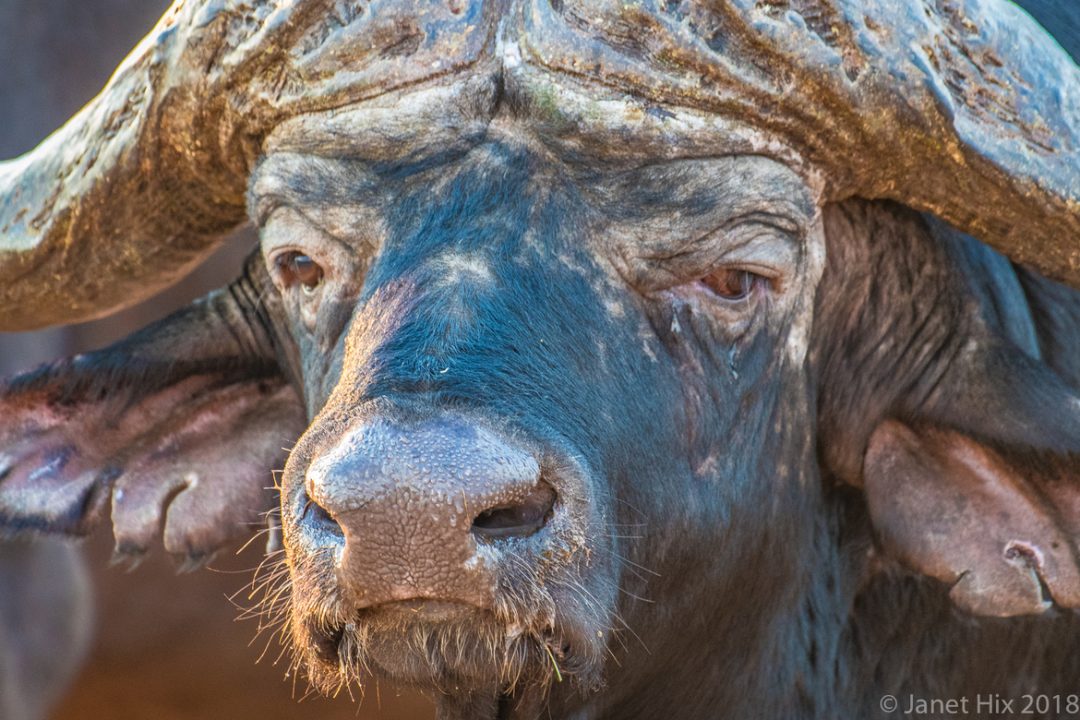 bad-ass-buffalo-bill-Janet_Hix | Good Nature Travel Blog