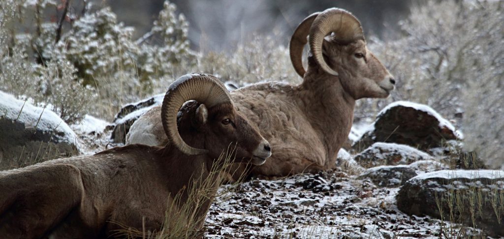 Two-bighorn-sheep-CROP_Web | Good Nature Travel Blog