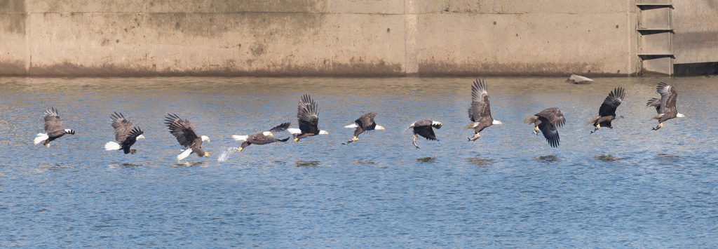 Conowingo Eagle Photostack | Good Nature Travel Blog