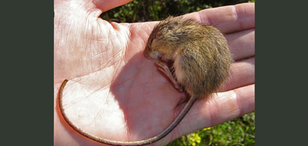 Prebles-Meadow-Jumping-Mouse_USFWS-fin_Web | Good Nature Travel Blog