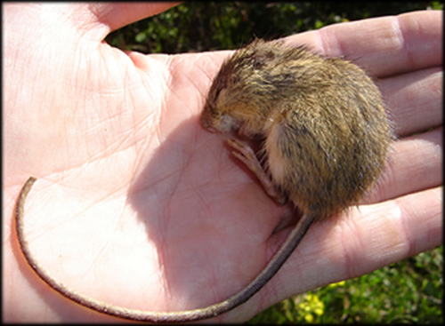 Prebles-Meadow-Jumping-Mouse_USFWS_Web | Good Nature Travel Blog