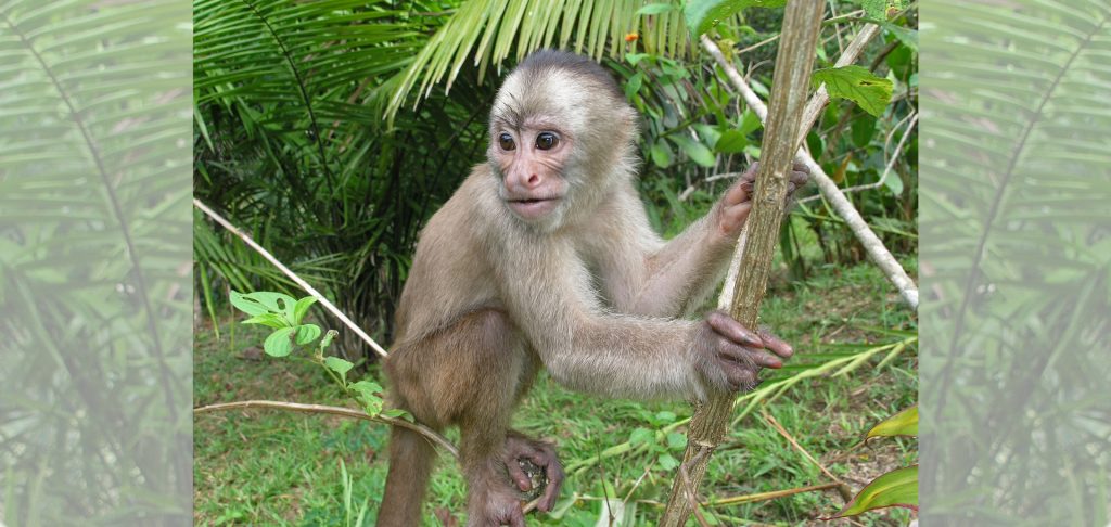 Amazon monkey fin_Web | Good Nature Travel Blog