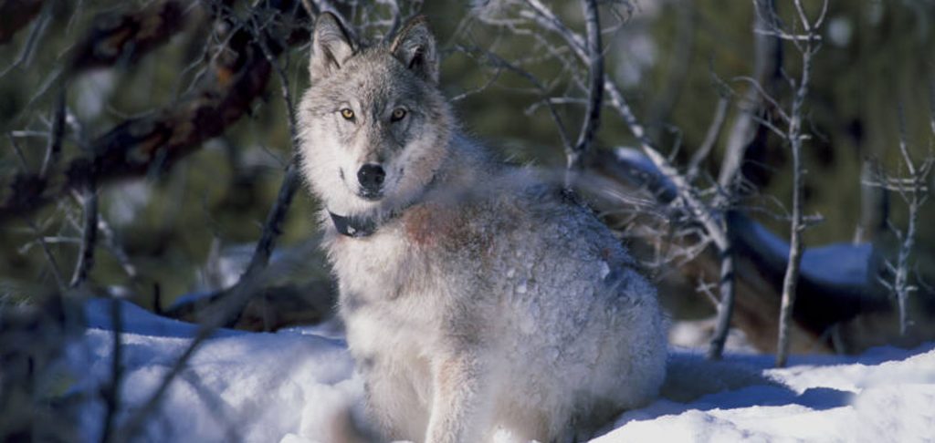 Gray-Wolf_USFWS-CROP_Web | Good Nature Travel Blog