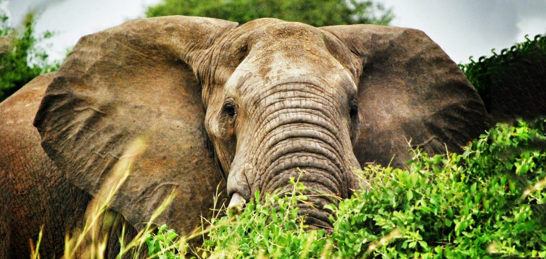 uganda-elephant-CROP-fin_Web | Good Nature Travel Blog