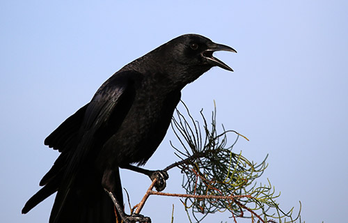 American Crow 3_cuatrok77_flickr_Web | Good Nature Travel Blog