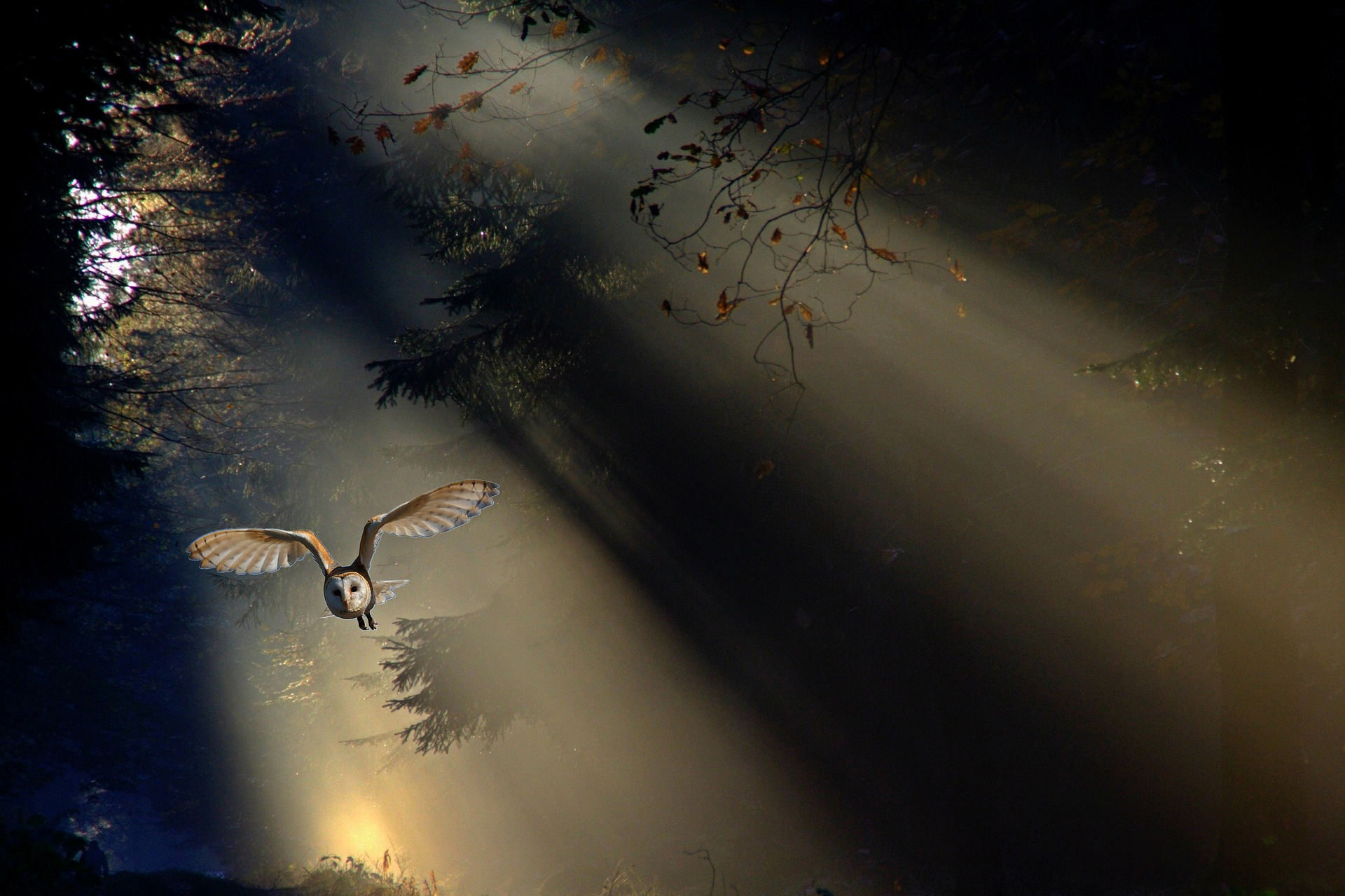 Halloween Video: Barn Owls, Hunters in the Night