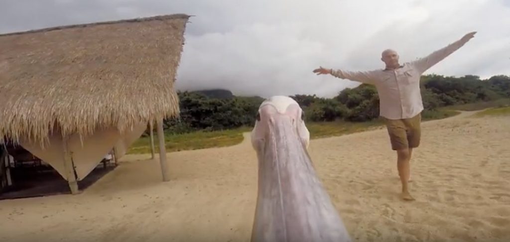 Flap-Arms-3-CROP_Web | Good Nature Travel Blog