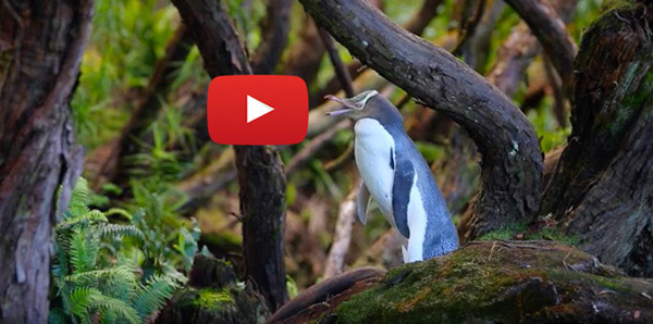 Videos: The Penguin Paths of New Zealand | Good Nature Travel Blog