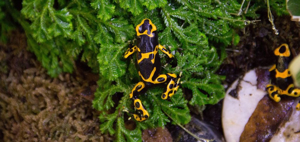 Amazon-poison-dart-frog-CROP_Web | Good Nature Travel Blog