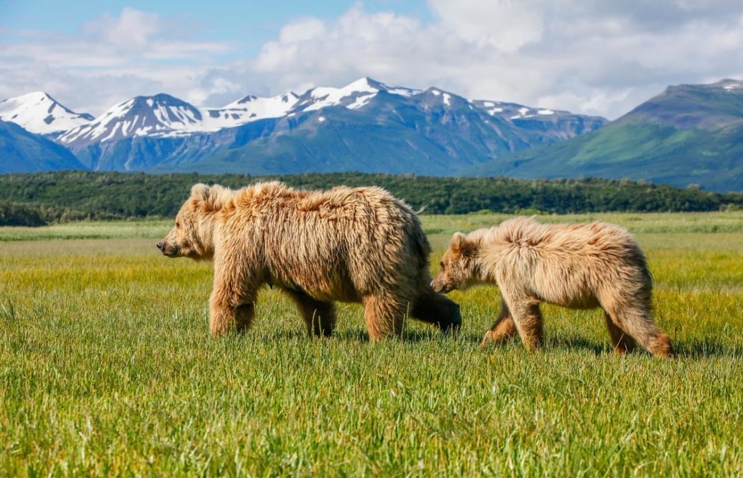 brown-bear-mother-cub-James_Beedle | Good Nature Travel Blog