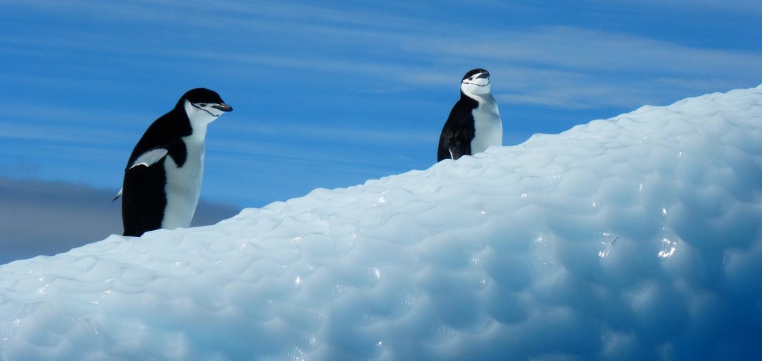 Antarctica Blue Ice_Penguins CROP_Web | Good Nature Travel Blog