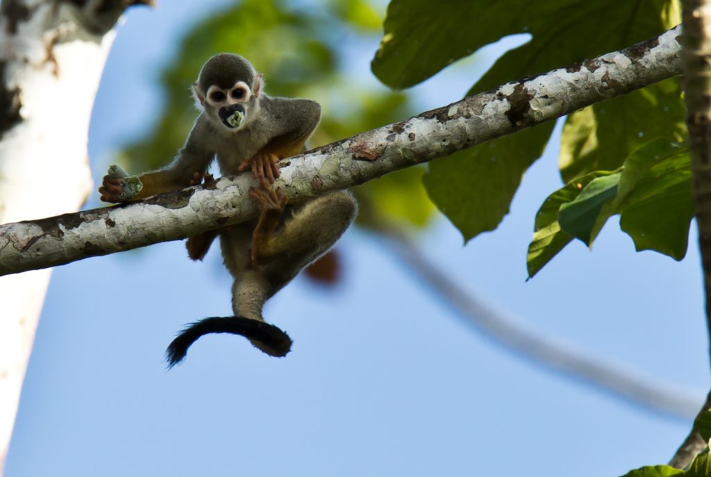 monkey | Good Nature Travel Blog