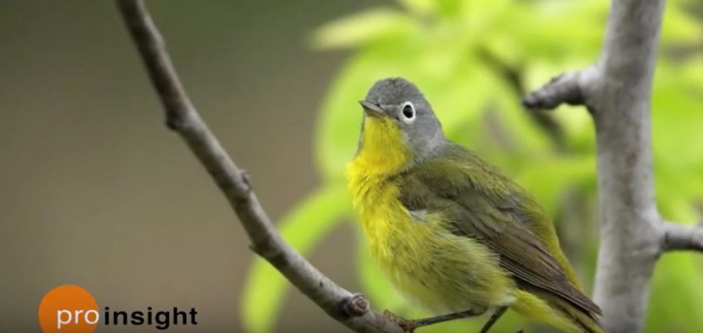 Nashville Warbler Eye Ring 3 CROP_Web | Good Nature Travel Blog