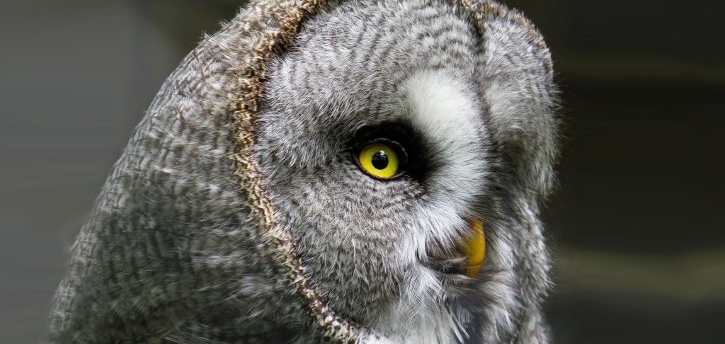 eagle-owl-stiff-feathers-fin_Web | Good Nature Travel Blog
