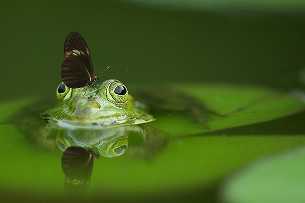 frog and butterfly_Web | Good Nature Travel Blog