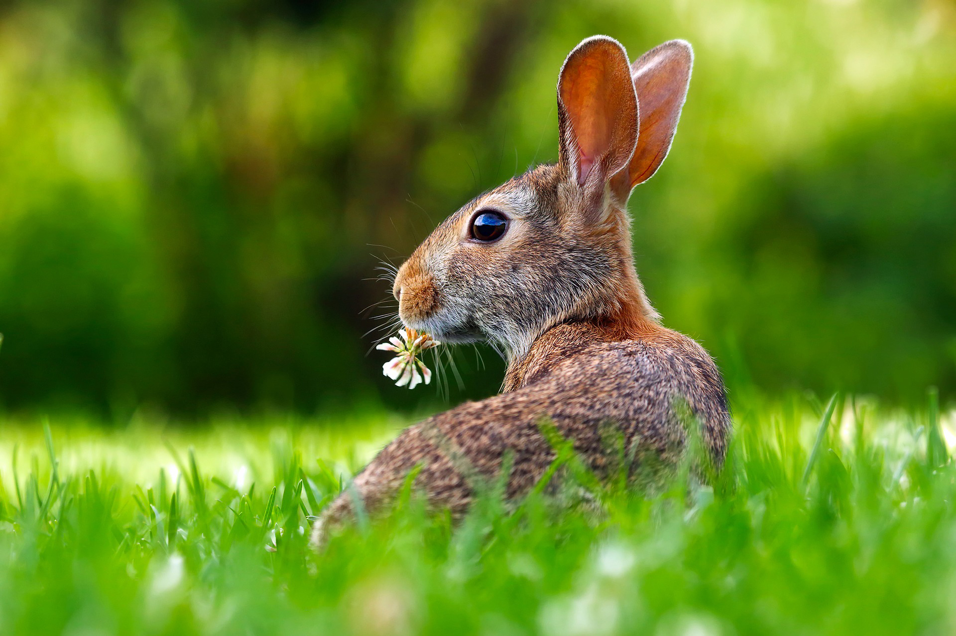 rabbit_Web | Good Nature Travel Blog