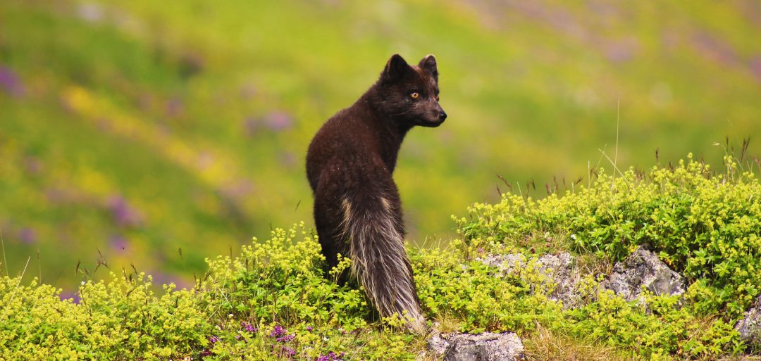 Arctic-Fox-CROP_Web | Good Nature Travel Blog