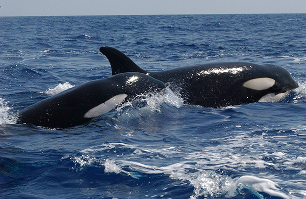 Orcas_Wayne Hoggard_NOAA_Web | Good Nature Travel Blog