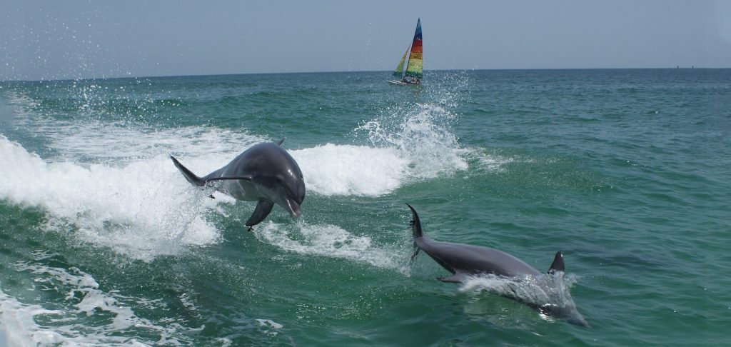 Sailboat-Dolphins-CROP_Web | Good Nature Travel Blog