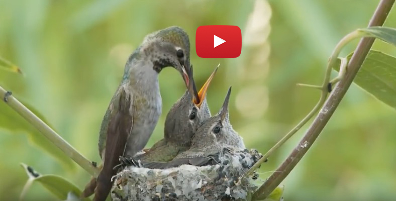 Video: Anna's Hummingbirds, from Nestlings to Fledglings | Good Nature ...