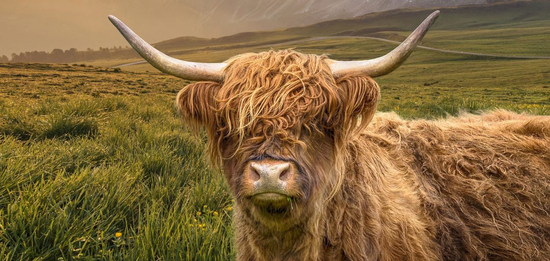 Cow-5-fin_Web | Good Nature Travel Blog