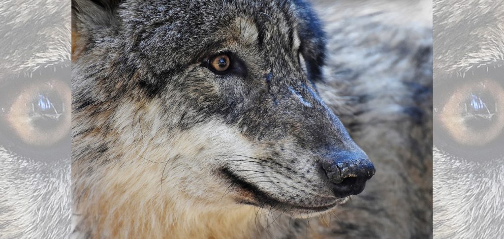 European-wolf-fin_Web | Good Nature Travel Blog