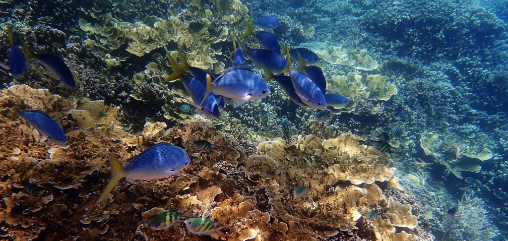 Great Barrier Reef CROP_Web | Good Nature Travel Blog