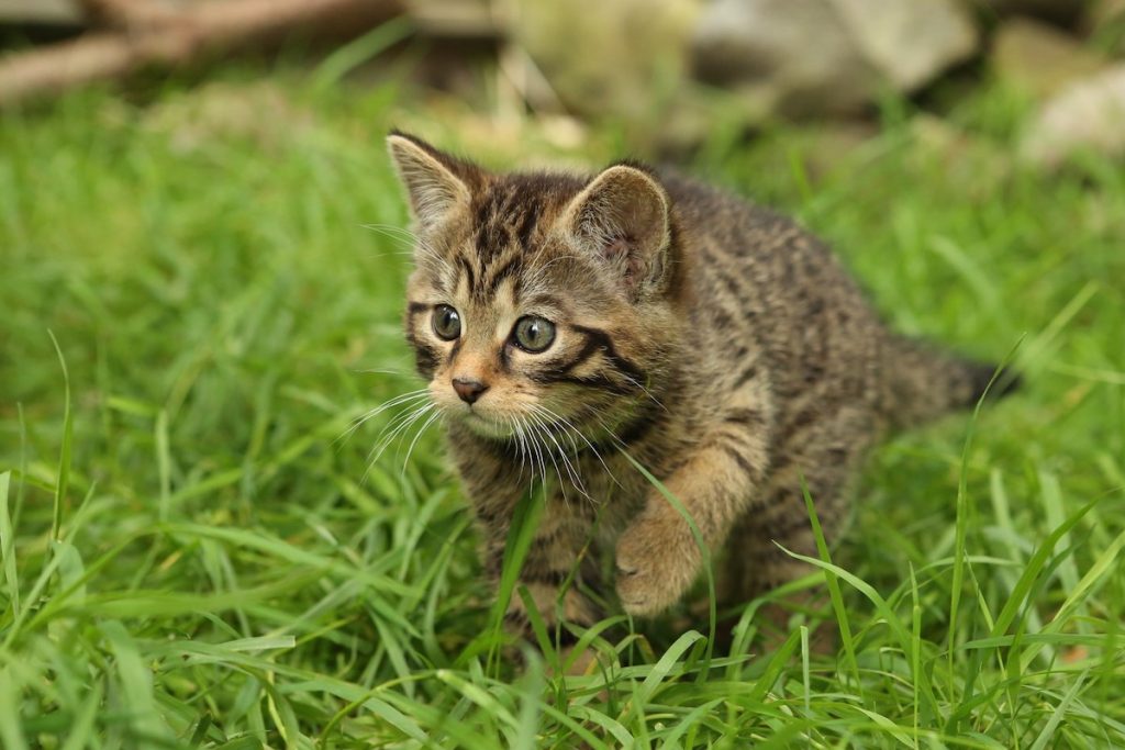 Scottishwildcat4 | Good Nature Travel Blog