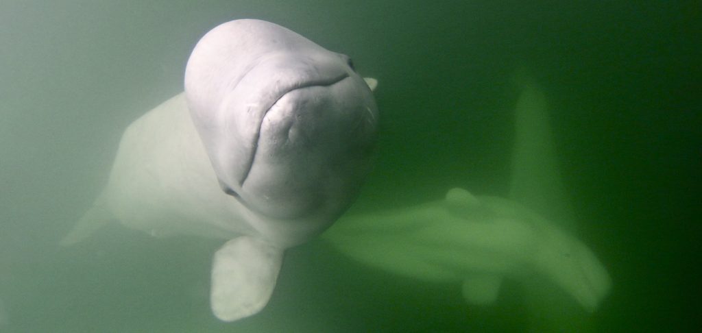 Beluga 1_Alexander de Vries CROP_Web | Good Nature Travel Blog