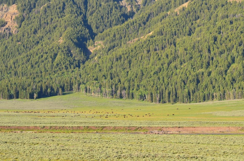 bison 5 | Good Nature Travel Blog