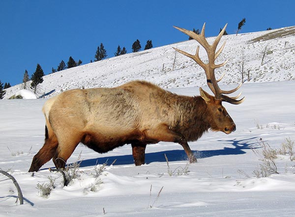 ElkBest_Web | Good Nature Travel Blog