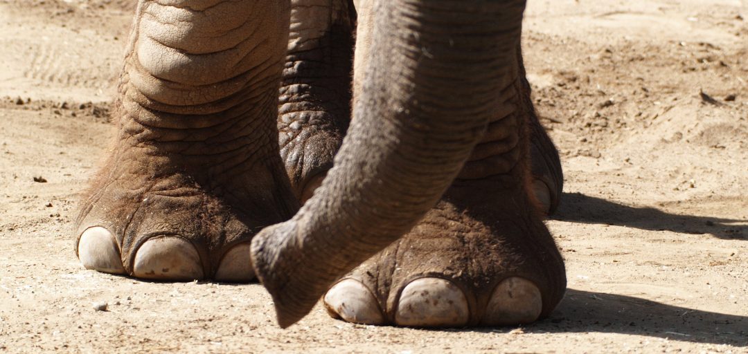 elephant feet_mliu92_flickr fin_Web | Good Nature Travel Blog