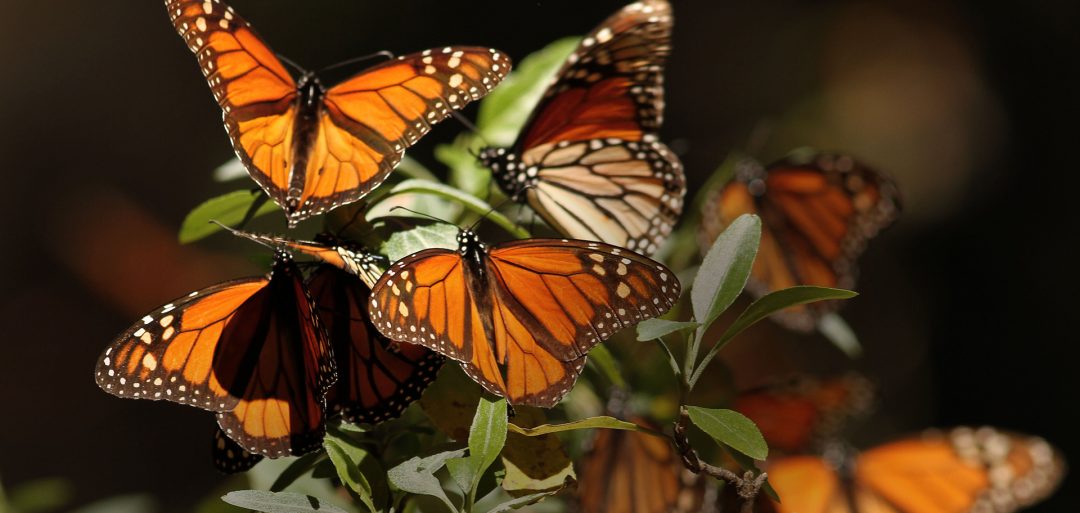 Bush-Butterflies_Eric-Rock-fin_Web | Good Nature Travel Blog