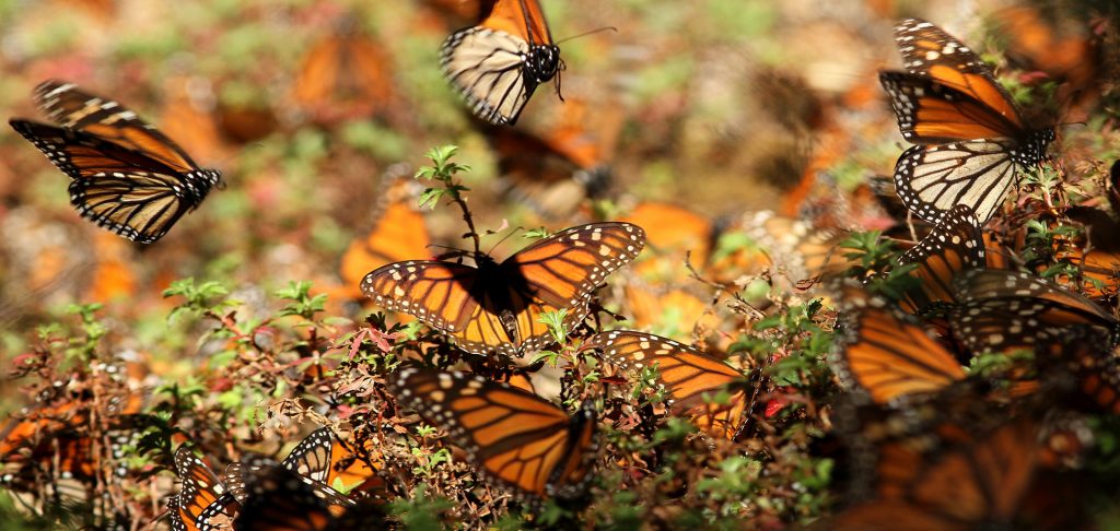 Flying-Butterflies_Eric-Rock-fin_Web | Good Nature Travel Blog