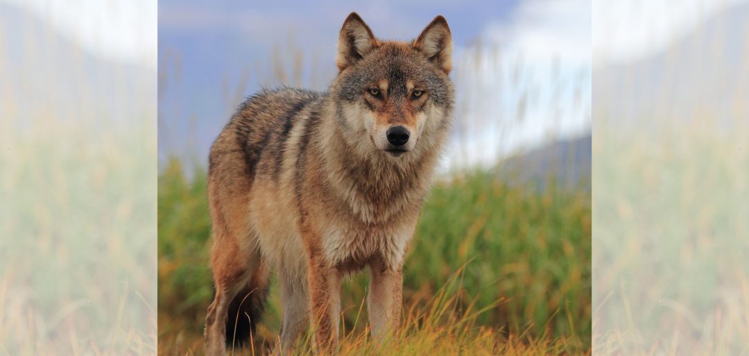 Katmai-Coastal-Wolf_Brad-Josephs-fin_Web | Good Nature Travel Blog