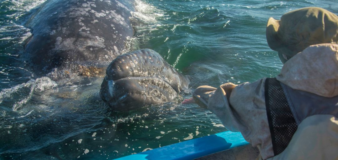 4-Gray-Whale-mother-and-calf_Bill-Gent-CROP_Web | Good Nature Travel Blog