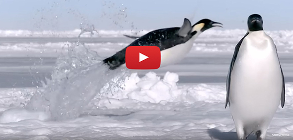 Video: Emperor Penguins’ Big Air Down South | Good Nature Travel Blog