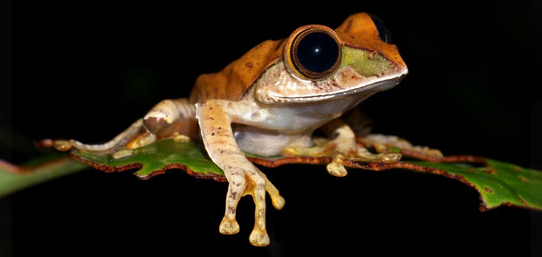 Boophis_Vohimana-reserve_Frank-Vassen_flickr-CROP_Web | Good Nature ...