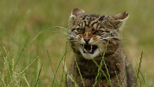 Fierce_British Wildlife Center_Peter Trimming_flickr_Web | Good Nature ...