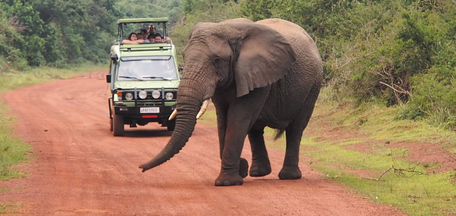 Rwanda Elephant_Alex Zanuccoli_flickr-fin_Web | Good Nature Travel Blog