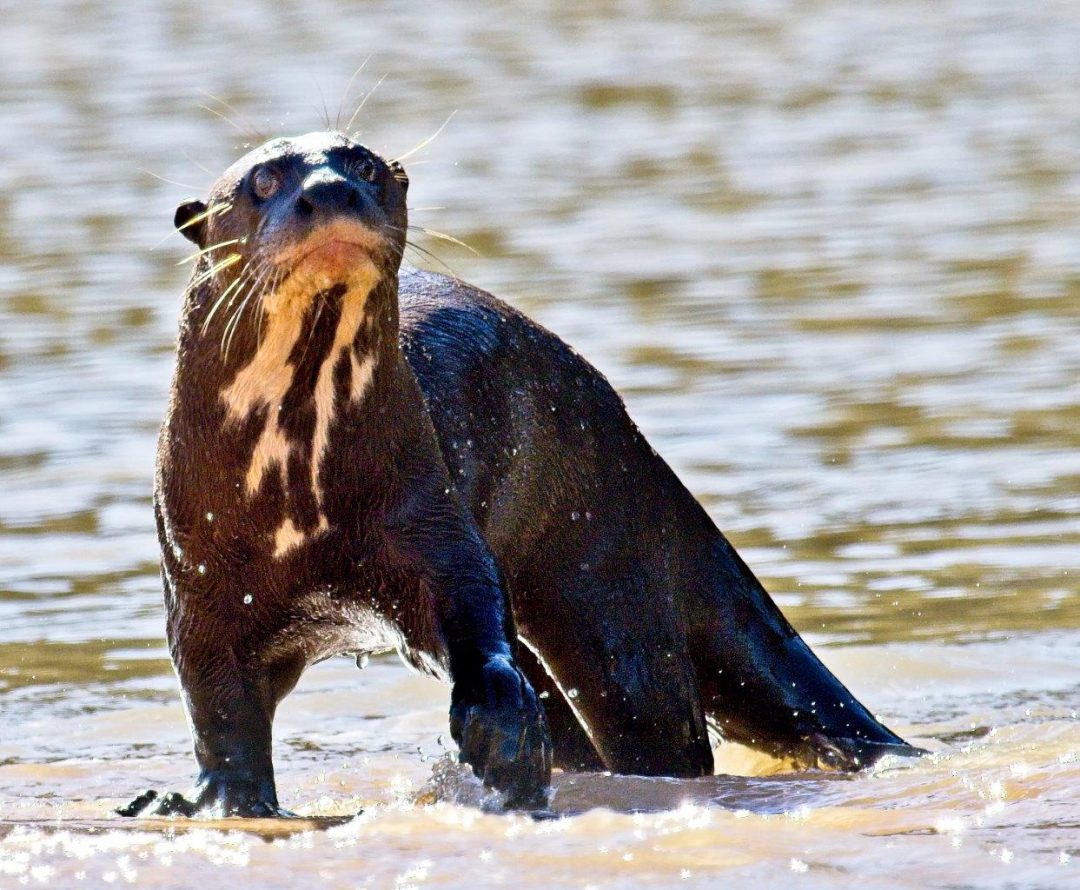 6-ea08694ba938164416e95faee0f8efbe_Giant_Otter_6610 | Good Nature ...