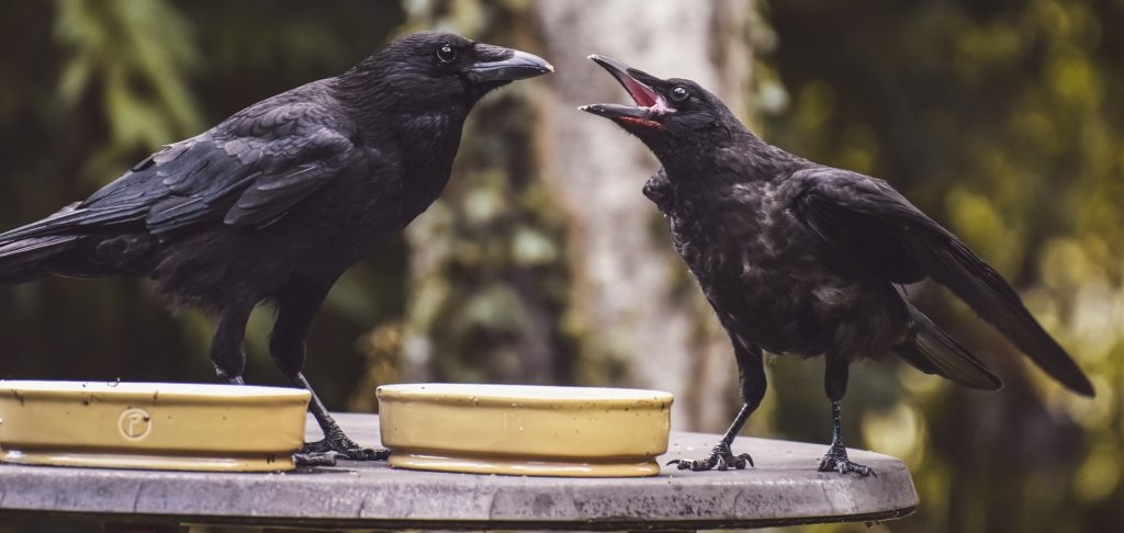 Crows-2-CROP_Web | Good Nature Travel Blog