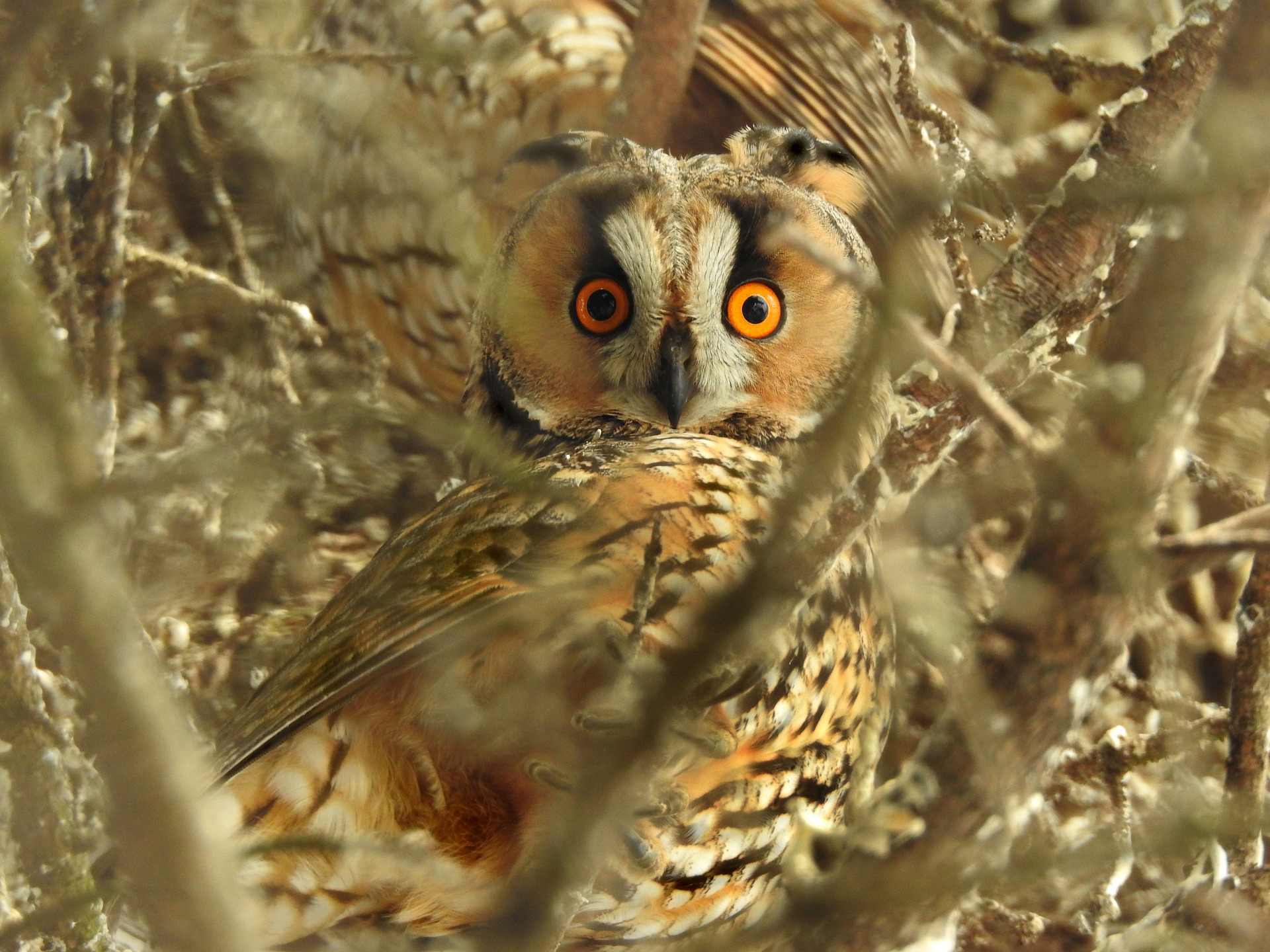 Owl-Pattern_Web | Good Nature Travel Blog