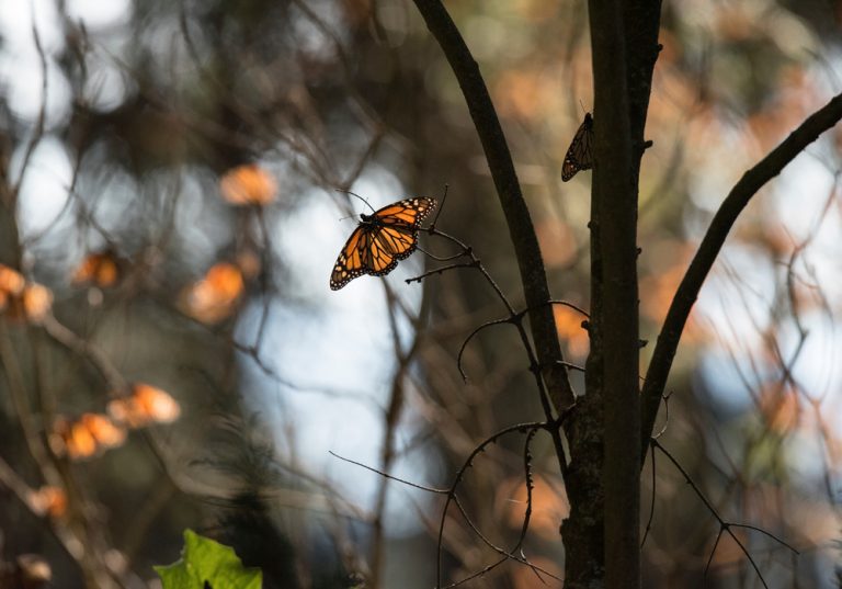 Monarch Roost, El Rosario, Mexico | Good Nature Travel Blog