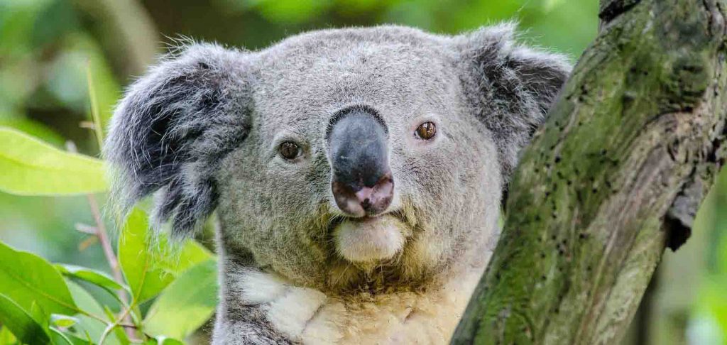 koala-3-CROP_Web | Good Nature Travel Blog